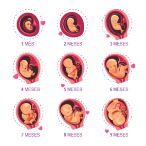 Semanas e meses de gestação: tabela | Mulher e Gestação